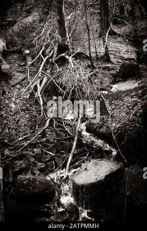 Toned image of dark, spooky tree trunks Stock Photo - Alamy