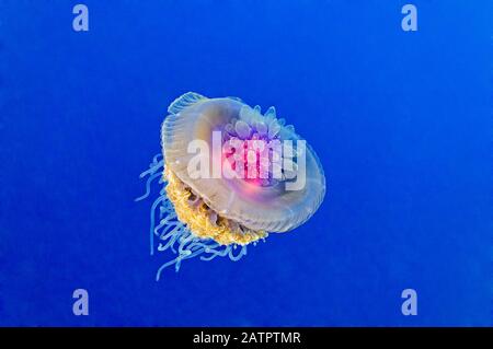 crown jellyfish, Netrostoma setouchianum, Little Brother, Brother ...