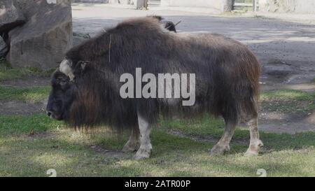 Old Tibetan yak with long black wool and big horns goes along a ...