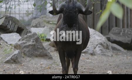 Sable antelopes eating leaves on the ground Stock Photo - Alamy