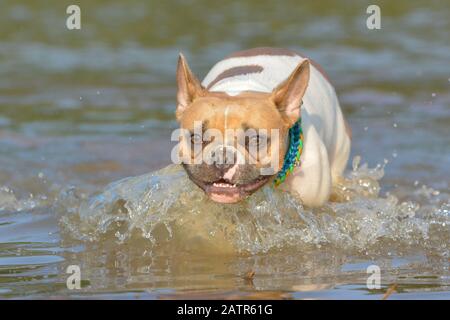 A pied French bulldog running through green grass Stock Photo - Alamy