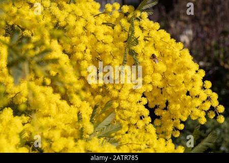 Symbol of woman's day the yellow flower of mimosa Stock Photo - Alamy