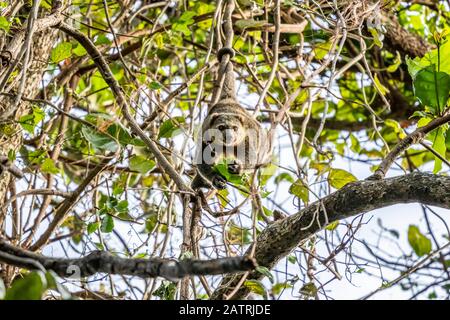 Bear Cuscus in a tree in Sulawesi Indonesia Stock Photo - Alamy