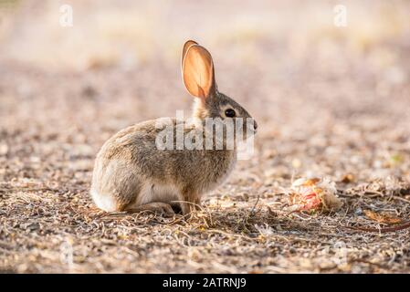 Desert Cottontail in Arizona Stock Photo - Alamy