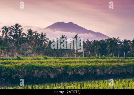 Sunset at Licin Rice Terraces; East Java, Java, Indonesia Stock Photo ...