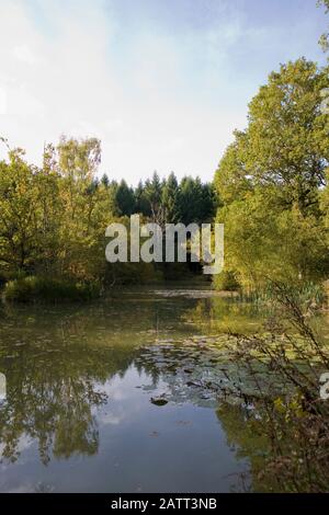 Fishing lake in Hartley Wood, Oakhanger, Hampshire, England, UK Stock ...