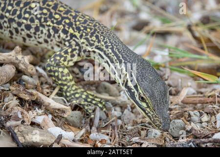 Sand Monitor (Varanus gouldii gouldii), Cape Range National Park ...