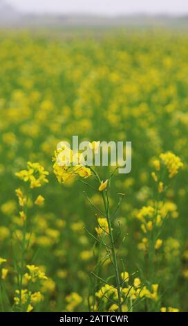 Lots of yellow mustard flower in the fields. mustard flower backgrounds ...