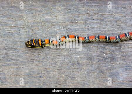 Twin-barred Flying Snake Stock Photo - Alamy