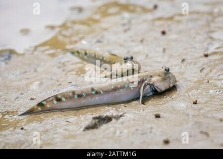 blue-spotted mudskipper, or Boddart's goggle-eyed goby, Boleophthalmus ...
