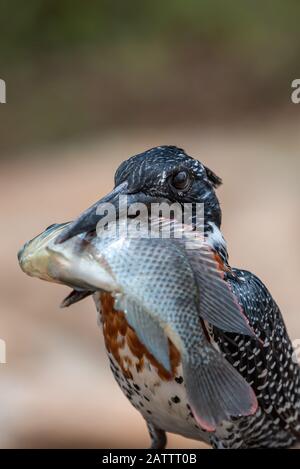 Bird v fish - a giant kingfisher - Megaceryle maximus - with a huge ...