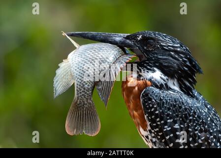 A giant Kingfisher Stock Photo - Alamy