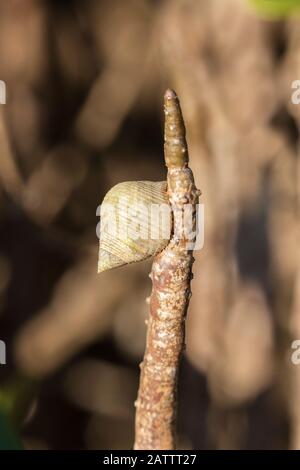 The salt marsh periwinkle snail (Littoraria irrorate) on the air roots ...