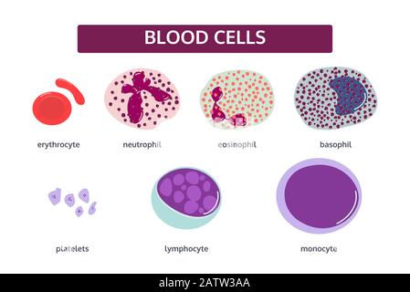 Human cells flat set of isolated icons with colorful images of ...