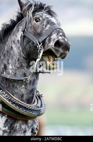 Noriker Horse. Portrait of leopard-spotted gelding with mane flowing ...