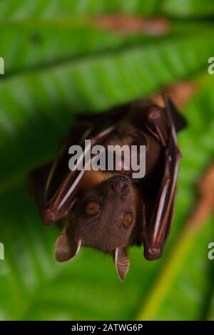 The Lesser short-nosed fruit bat (Cynopterus brachyotis). In the leaves ...