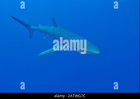 Blue Sharks of the Azores Islands Stock Photo - Alamy