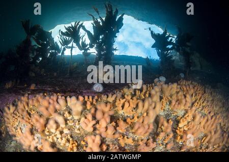 Dead man's fingers soft coral (Alcyonium digitatum) The Isles of Scilly ...