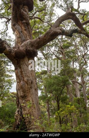 Red Tingle Tree (Eucalyptus jacksonii), Valley of the Giants, Walpole ...