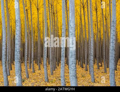 Poplar trees in autumn, Oregon Stock Photo - Alamy
