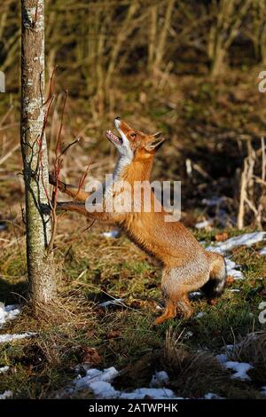 Red fox standing on hind legs in forest like in fairy tail and Stock ...