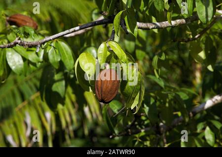 Fruit of Tree Called Water Cocoa, Orinoco Delta in Venezuela Stock ...