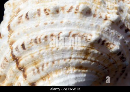 Big spiral spike sea shell close up vintage background Stock Photo - Alamy