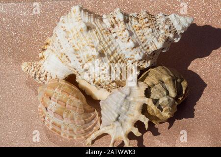Big spiral spike sea shell close up vintage background Stock Photo - Alamy