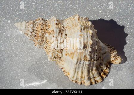 Big spiral spike sea shell close up background Stock Photo - Alamy