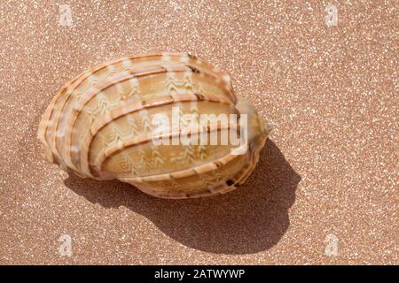 Decorative brown sea shell close up, vintage background Stock Photo - Alamy