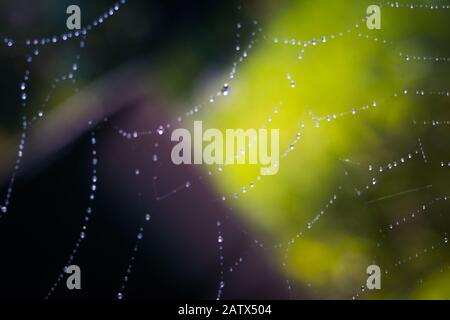 Drops of water on spider web natural background Stock Photo - Alamy