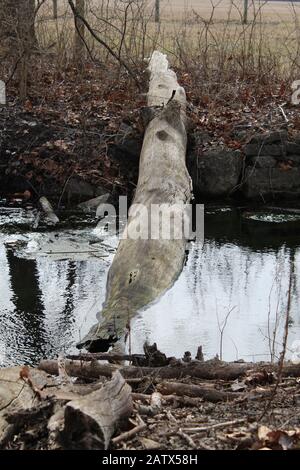 Creek with moss and downed tree limbs Stock Photo - Alamy
