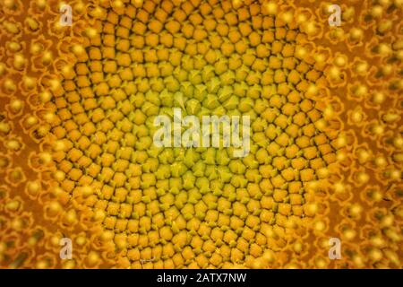 Sunflower abstract. Close-up of the disk florets of a sunflower plant ...
