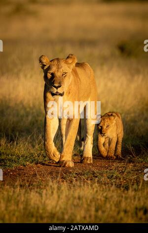 Lioness walks on dirt track with cub Stock Photo - Alamy