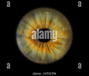 human eye iris dentity Stock Photo - Alamy