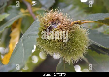 Ripe chestnut fruits on the tree Stock Photo - Alamy