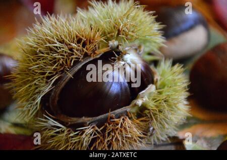 Ripe chestnut fruits on the tree Stock Photo - Alamy