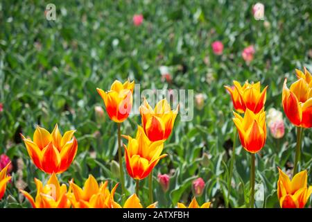 Orange color Tulips Bloom in Spring in garden Stock Photo - Alamy