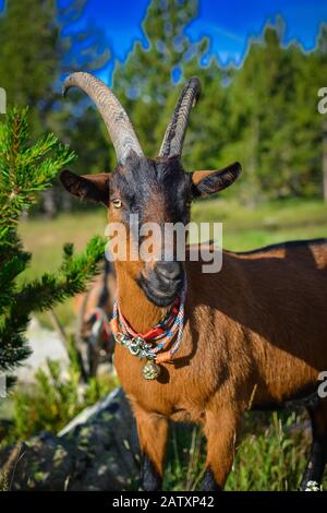 Pack Goats at Work Stock Photo - Alamy