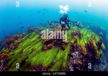 wrasse, Oxyjulis californica, sea palm, palm seaweed, or palm kelp ...