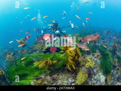 wrasse, Oxyjulis californica, sea palm, palm seaweed, or palm kelp ...