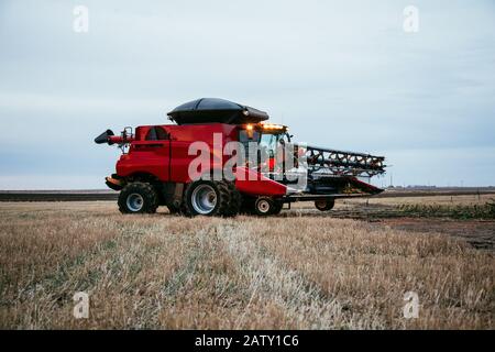 Hemp combine harvester on the farm field collecting cannabis CBD plants ...