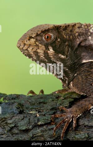 Smoooth Casque-Headed lizard (Corytophanes cristatus), Darien ...