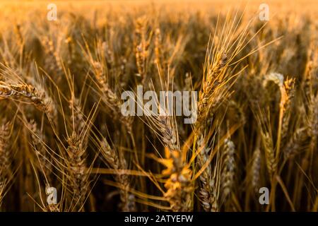 Early morning sunlight spills across this wheat field and softly ...