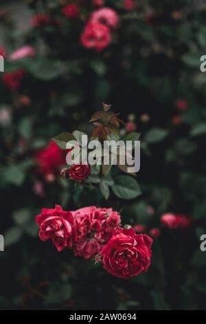 Gorgeous red roses that stand out from the green spiky leaves. Rose ...