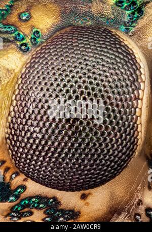 macro of brown marmorated stink bug, Halyomorpha halys, isolated on ...