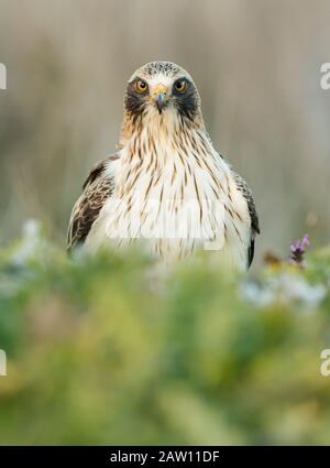Booted eagle (Hieraaetus pennatus), eagle, birds of prey, animals ...