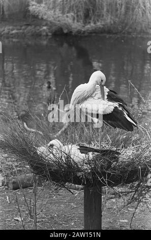 Stork colony, protected bird species Stock Photo - Alamy