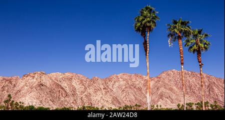 San Jacinto mountain and coconut trees in Palm Springs, California, usa ...