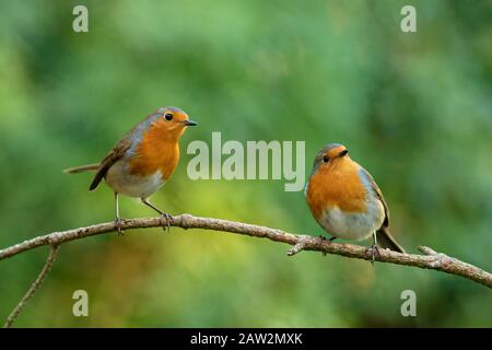 Pair of Robin birds Stock Photo - Alamy